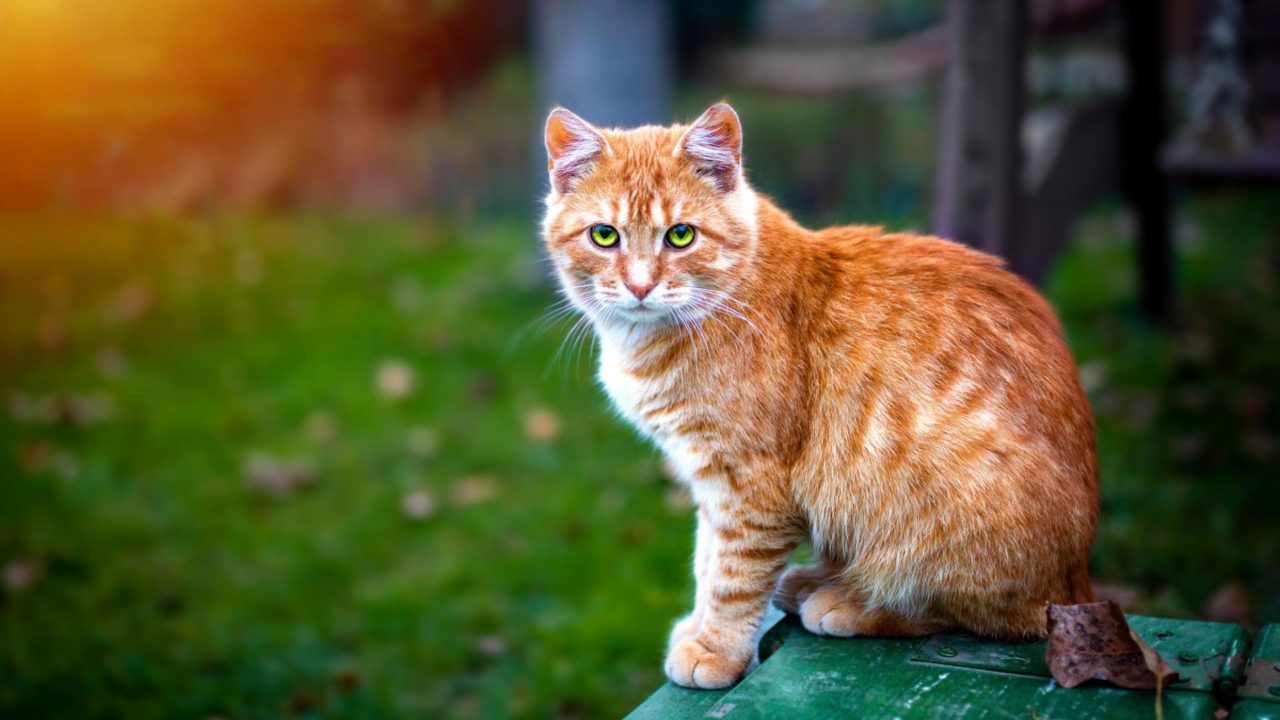 Riverview Animal Hospital Patient Gallery | Vet In Muncie, IN 47303